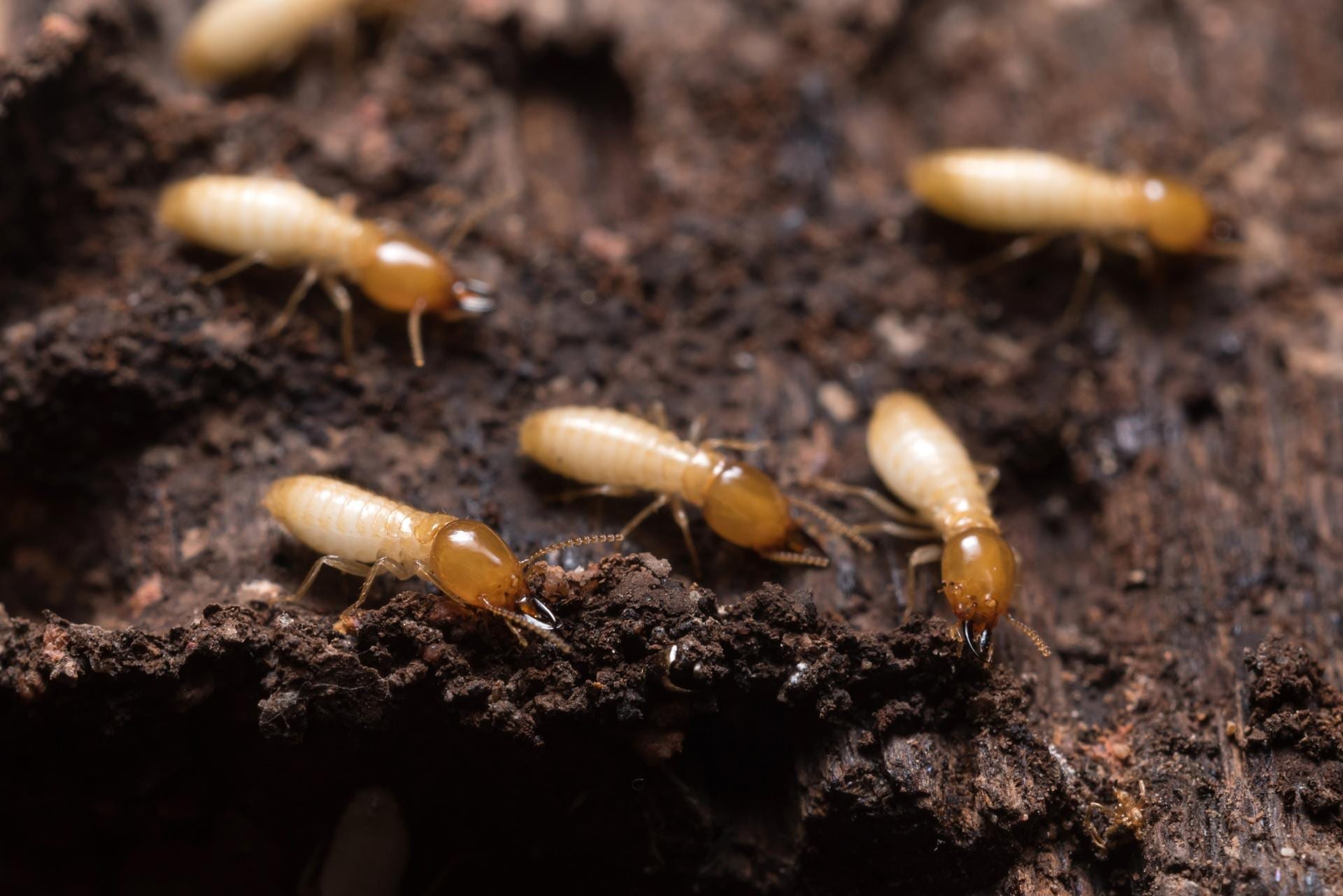 Termite Pest Control Northern Beaches - Free Call Now
